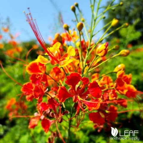 Pride of Barbados – Leaf Landscape Supply