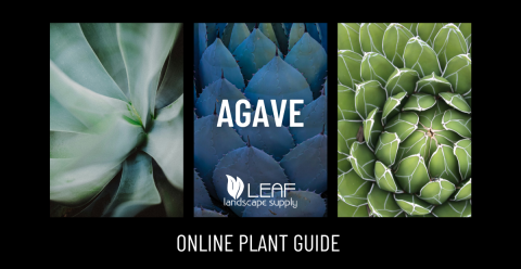 Online Plant Guide | Agave Grey Puppy: Planting and Caring Guide – Leaf ...