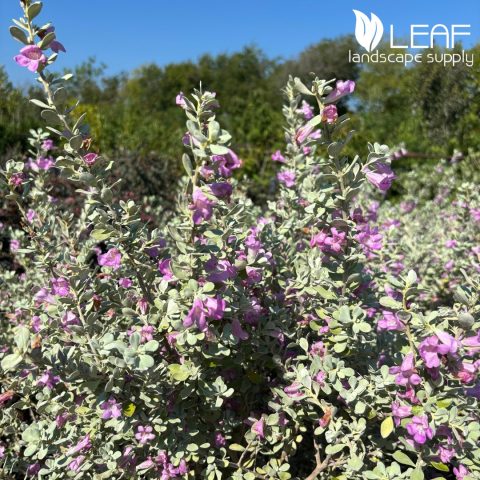 Texas Sage Compact – Leaf Landscape Supply