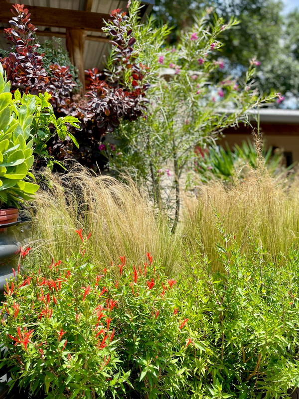 WaterWise Landscapes in Austin! – Leaf Landscape Supply