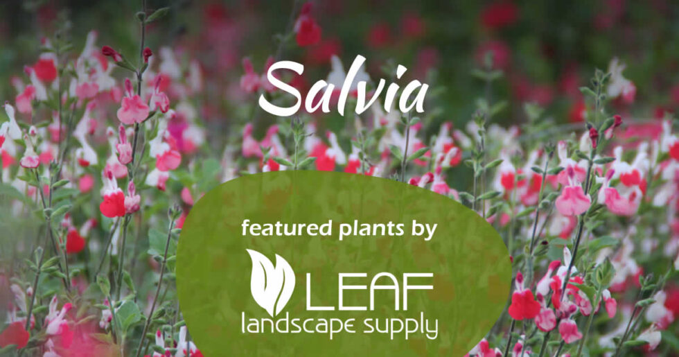 Super Salvia! – Leaf Landscape Supply