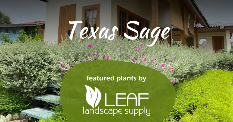 Texas Sage – Leaf Landscape Supply