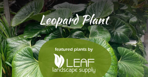 Leopard Plant – Leaf Landscape Supply