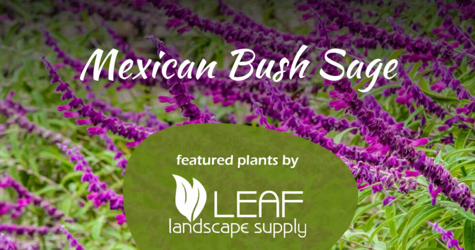 Mexican Bush Sage – Leaf Landscape Supply